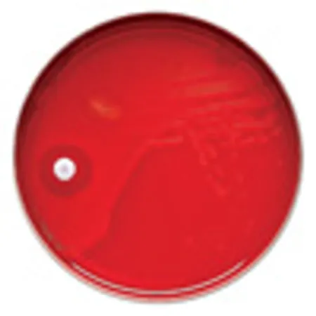 Taxo A Disc, 50/Ea | Dealmed Medical Supplies